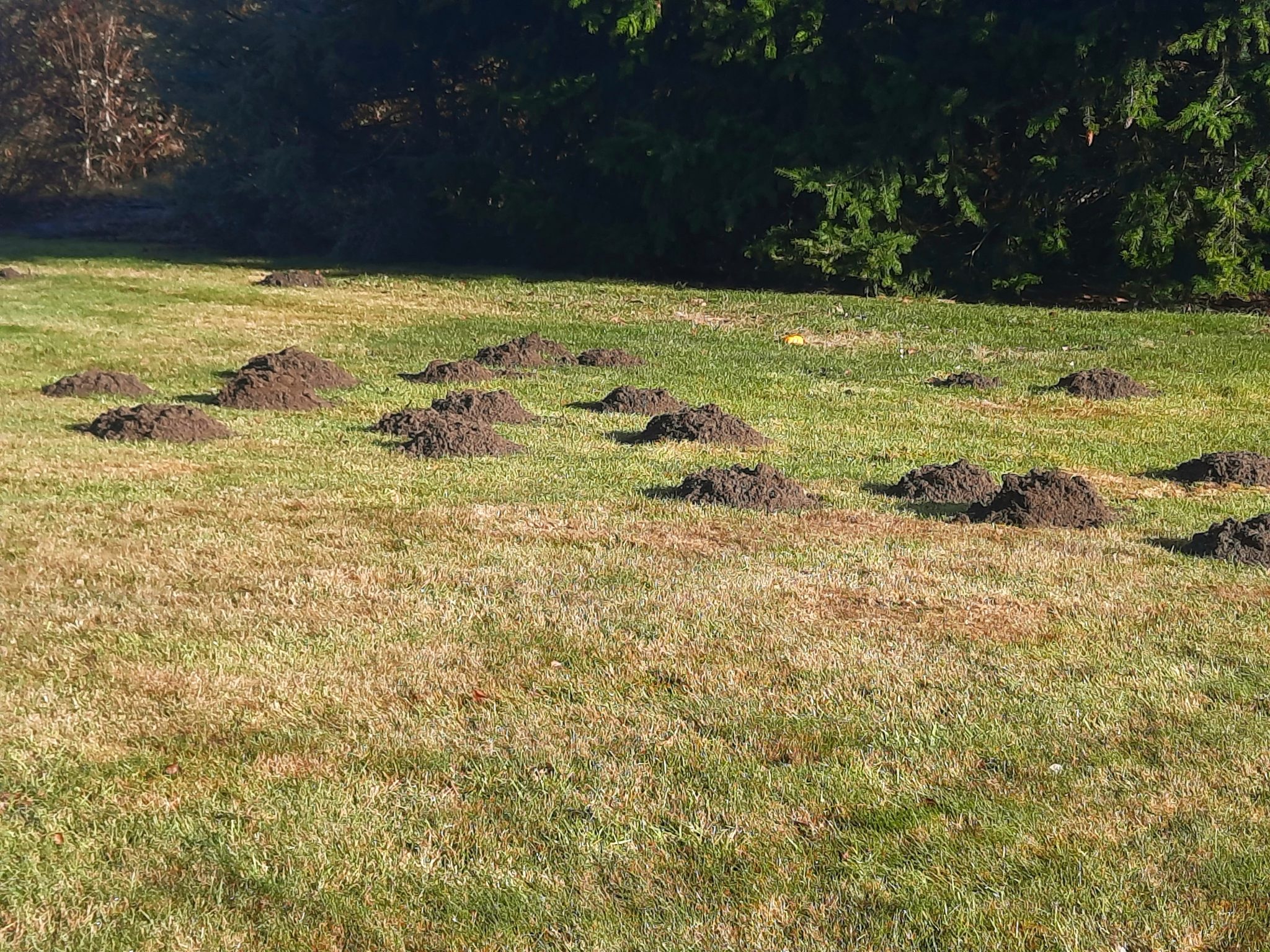 Home - Sequim Mole Patrol
